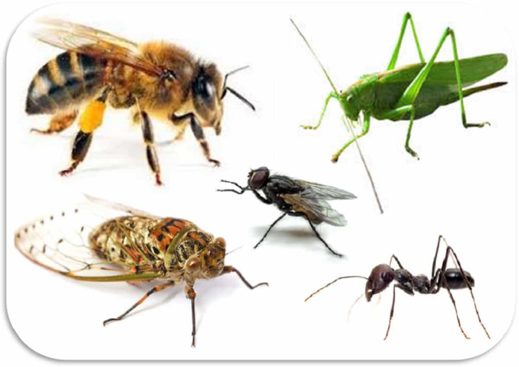 Gli insetti a rischio estinzione di massa?